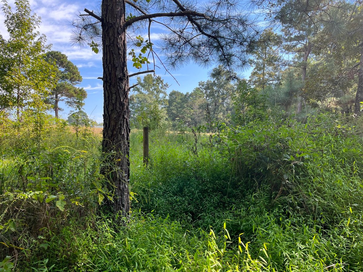 Sassarixa Swamp Conservation Mitigation Easement
